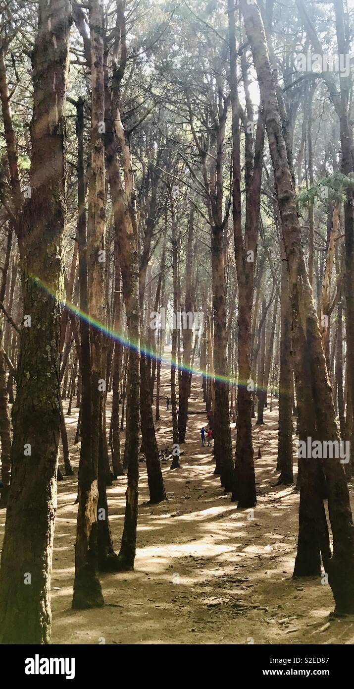 Sun rays through the beautiful pine forest in Kodaikkanal,Tamil nadu🌲🌈 ...
