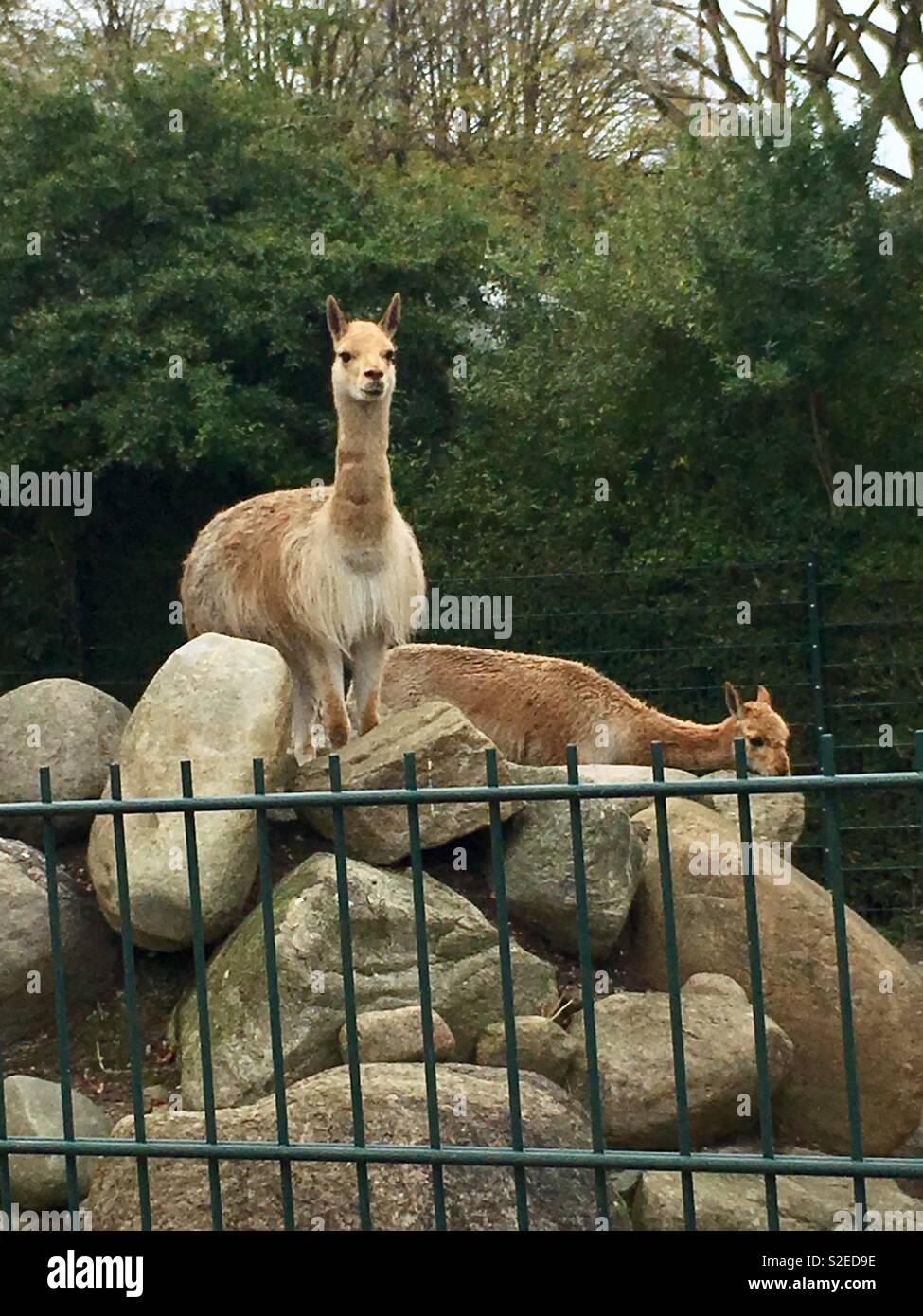Animals at the zoo Stock Photo - Alamy
