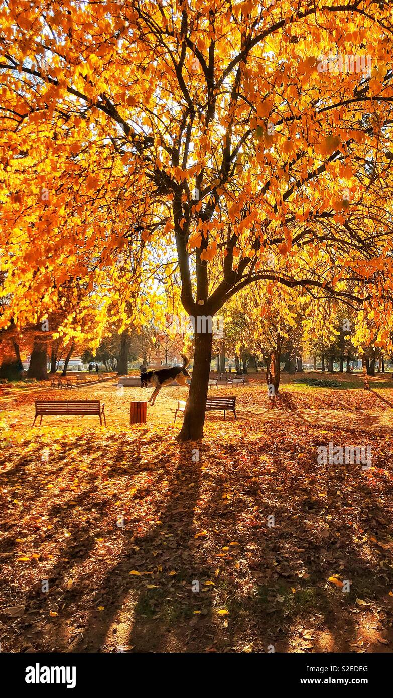 Dog in a Tree Stock Photo - Alamy