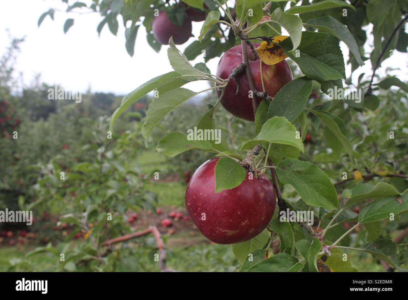 Apple picking autumn hi-res stock photography and images - Alamy
