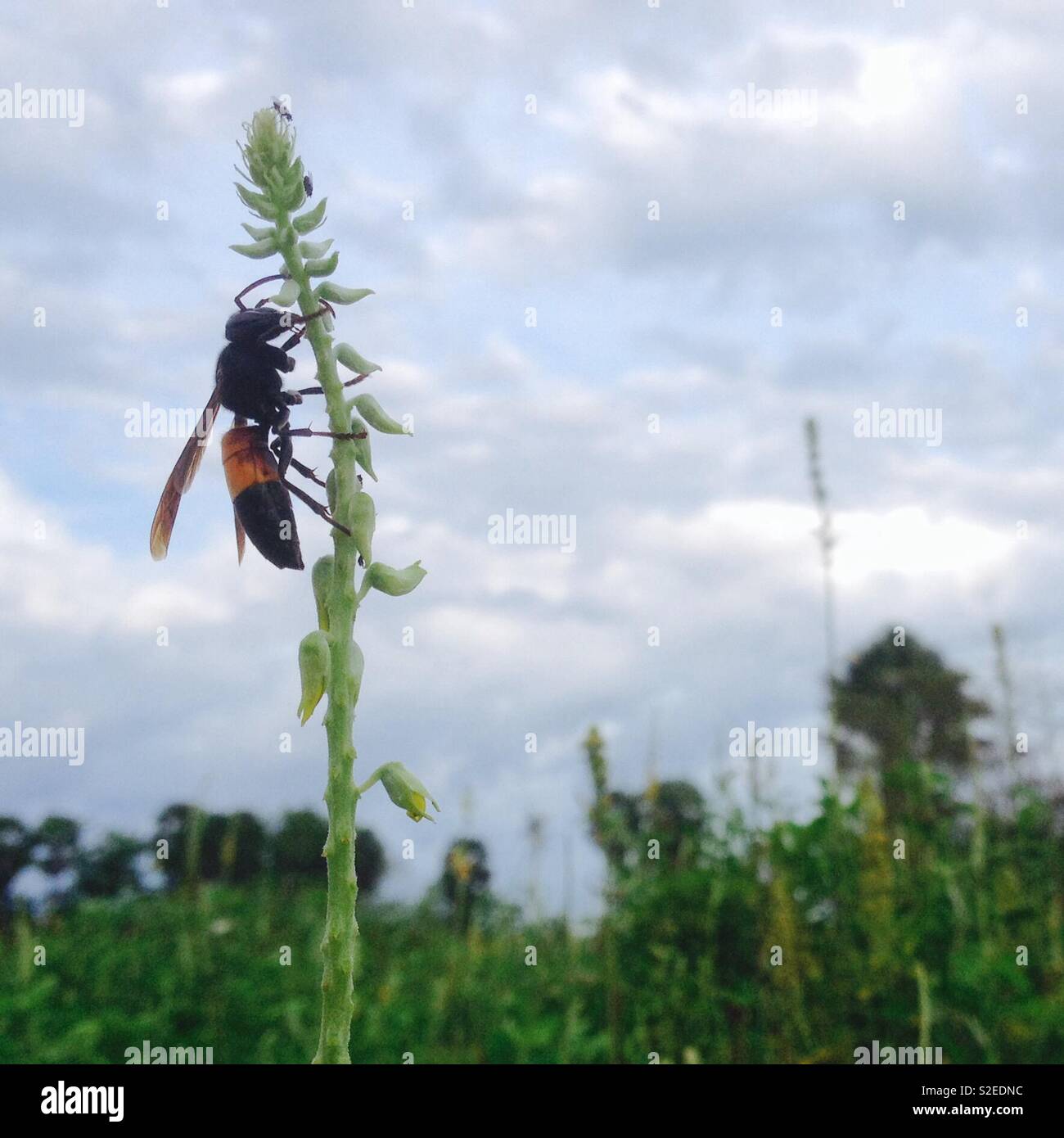 Insects in rainy day hi-res stock photography and images - Alamy