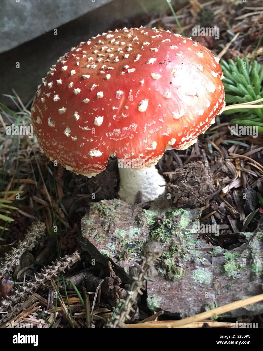 Red toadstool hi-res stock photography and images - Alamy