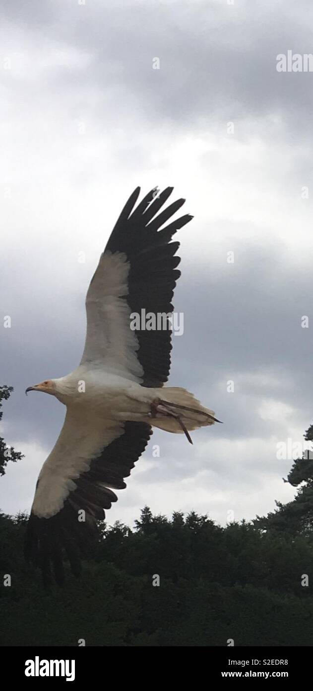 Warwick castle bird prey hi-res stock photography and images - Alamy