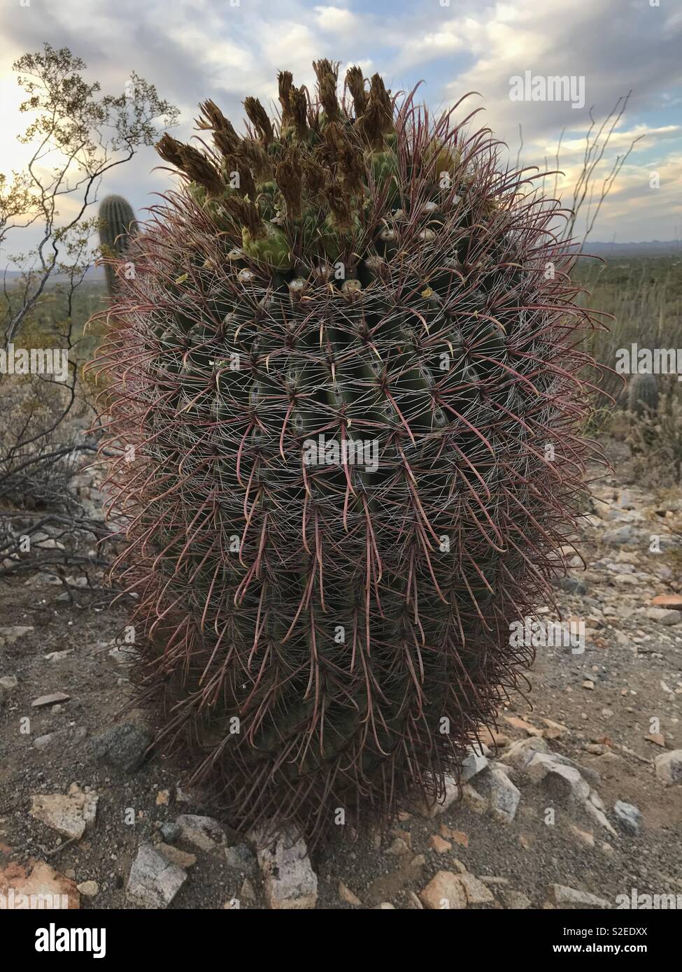 Cactus in Tucson Stock Photo - Alamy