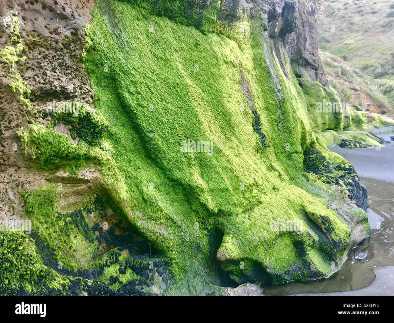 Algae covered rocks hi-res stock photography and images - Alamy