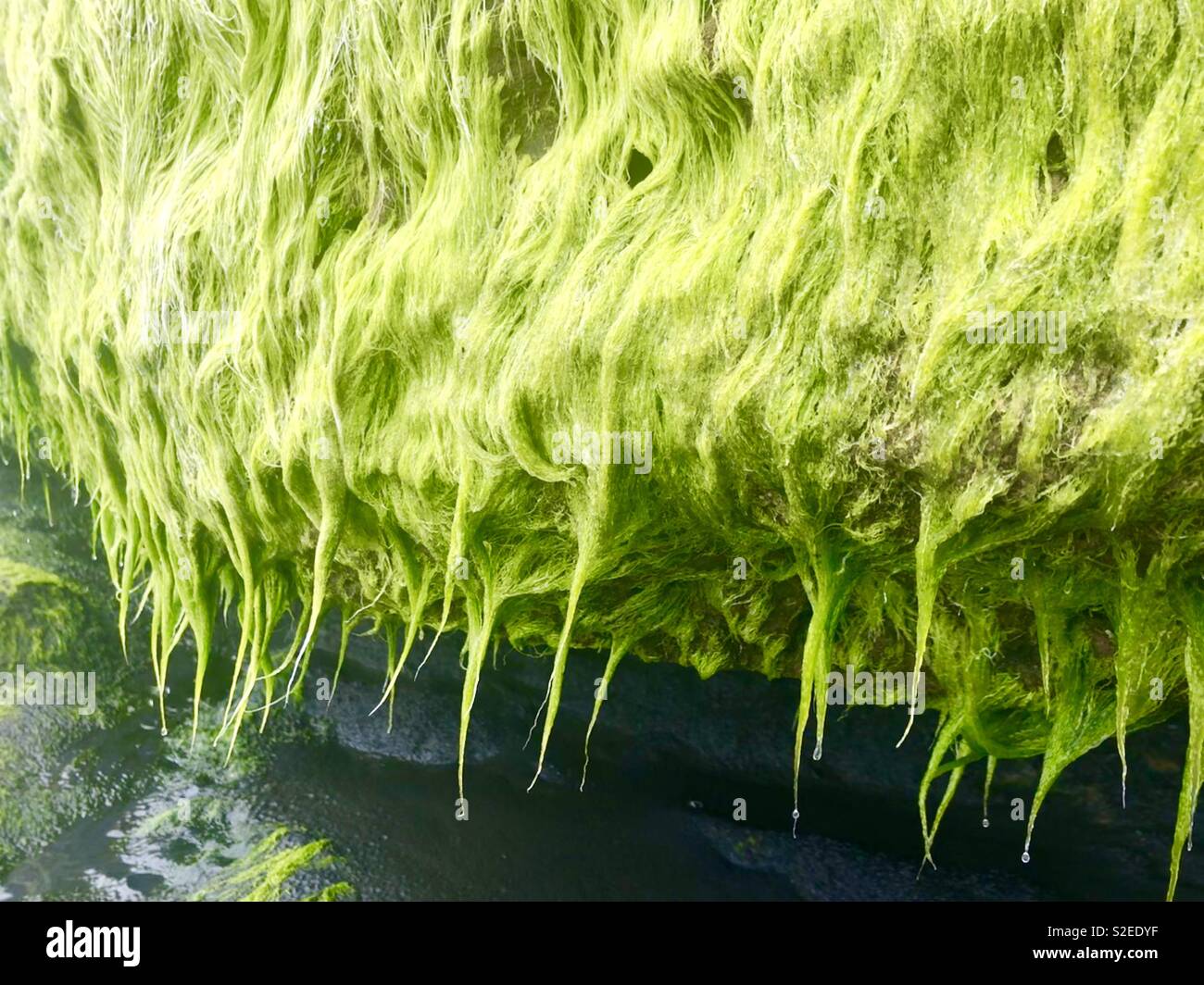 Algae covered rocks Stock Photo - Alamy