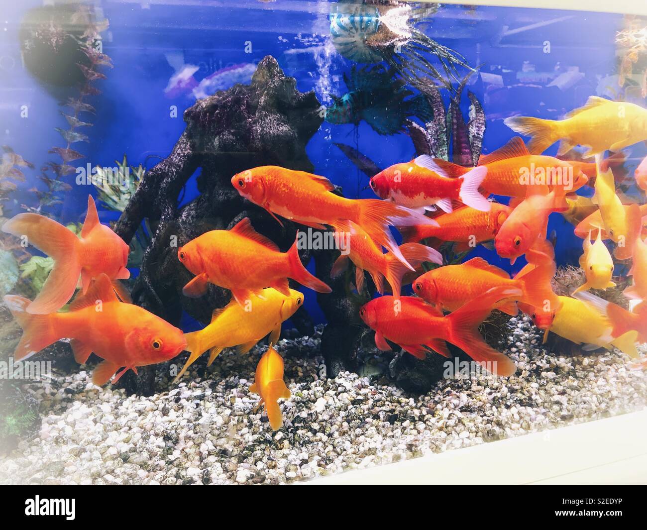 Fish in tank Stock Photo - Alamy