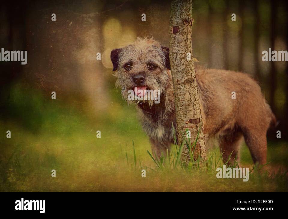 Rude Dog High Resolution Stock Photography and Images - Alamy