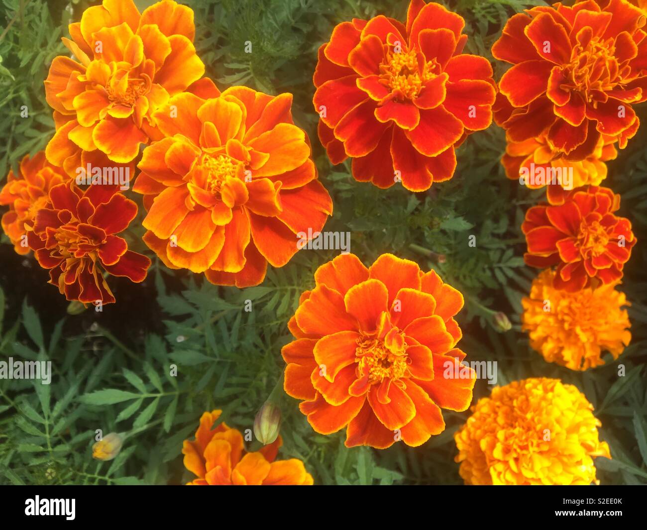 Marigolds flowers hi-res stock photography and images - Alamy