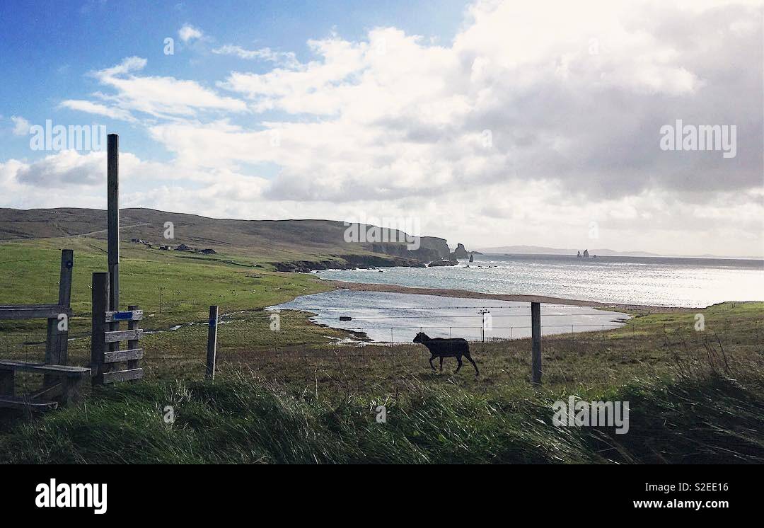 Sheep at Eshaness in Shetland Stock Photo - Alamy