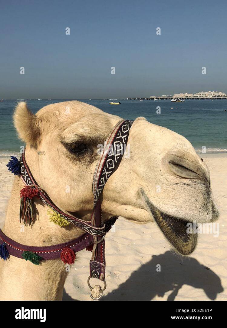 Close up of a camels eye hi-res stock photography and images - Alamy