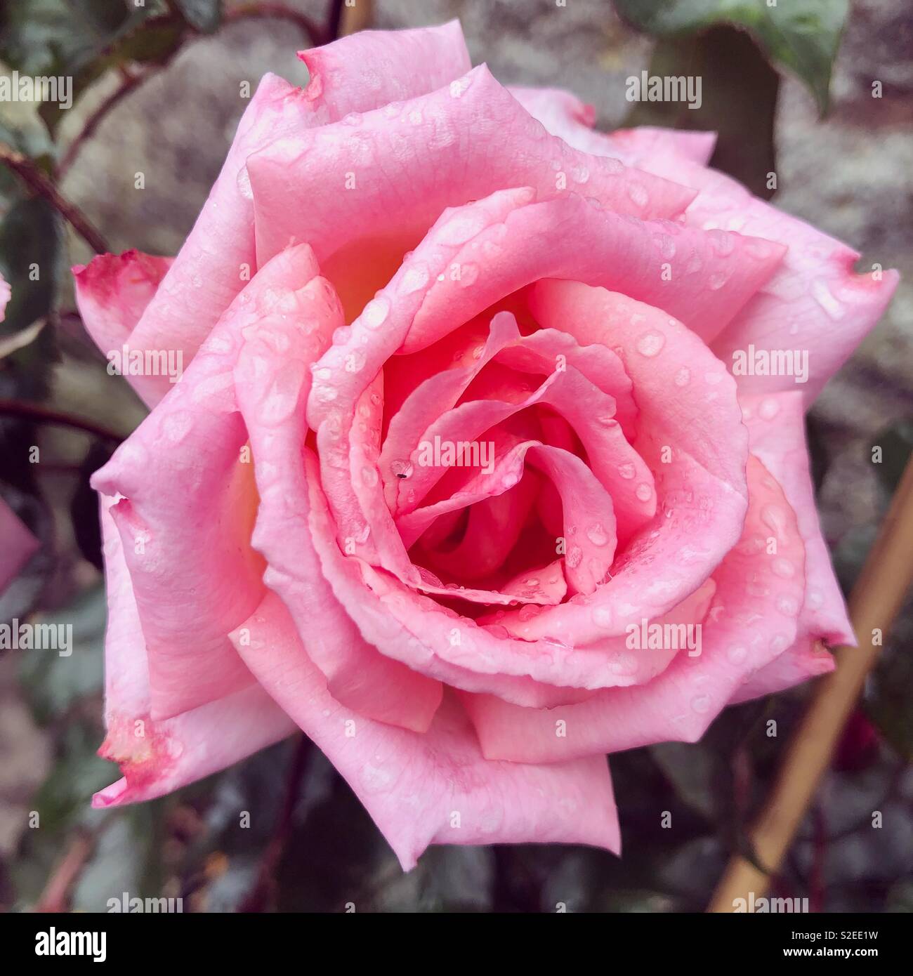 Pink rose with rain drops Stock Photo - Alamy