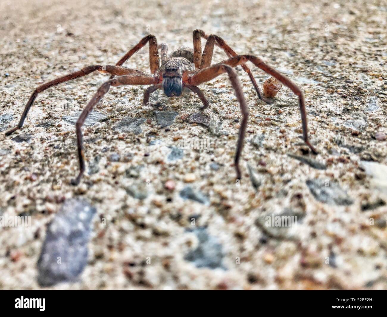 Huntsman spider in Australia Stock Photo - Alamy