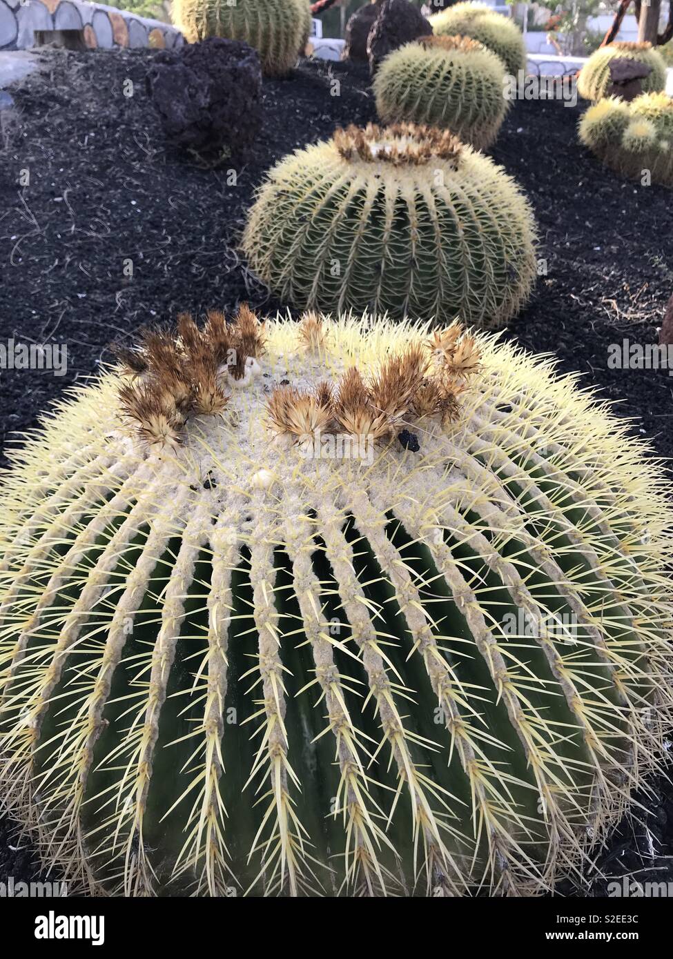 Desert spike hi-res stock photography and images - Alamy