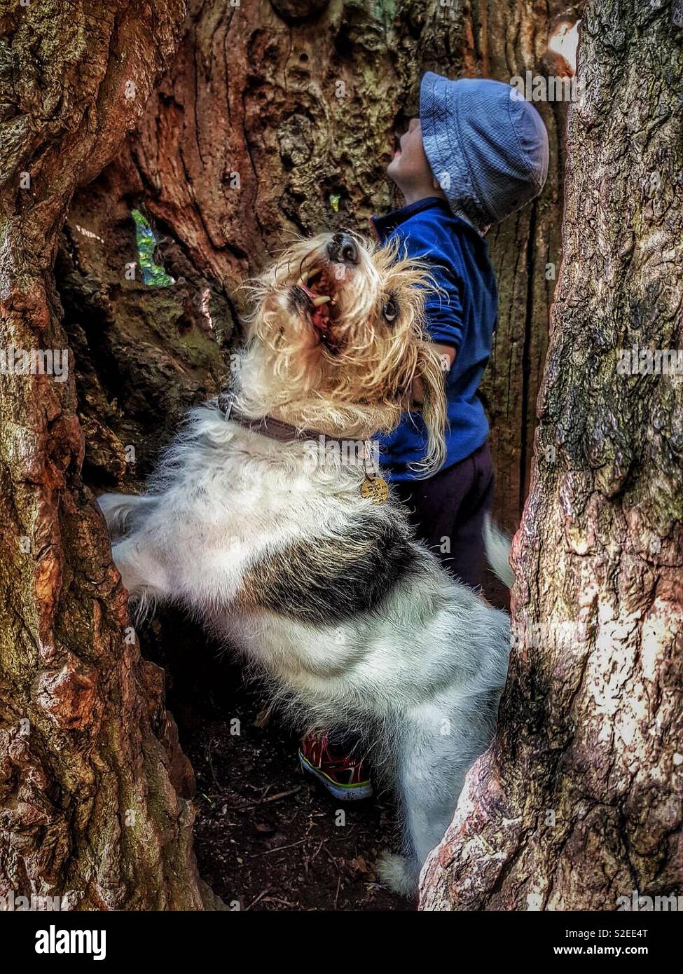 Boy and dog in a tree Stock Photo - Alamy
