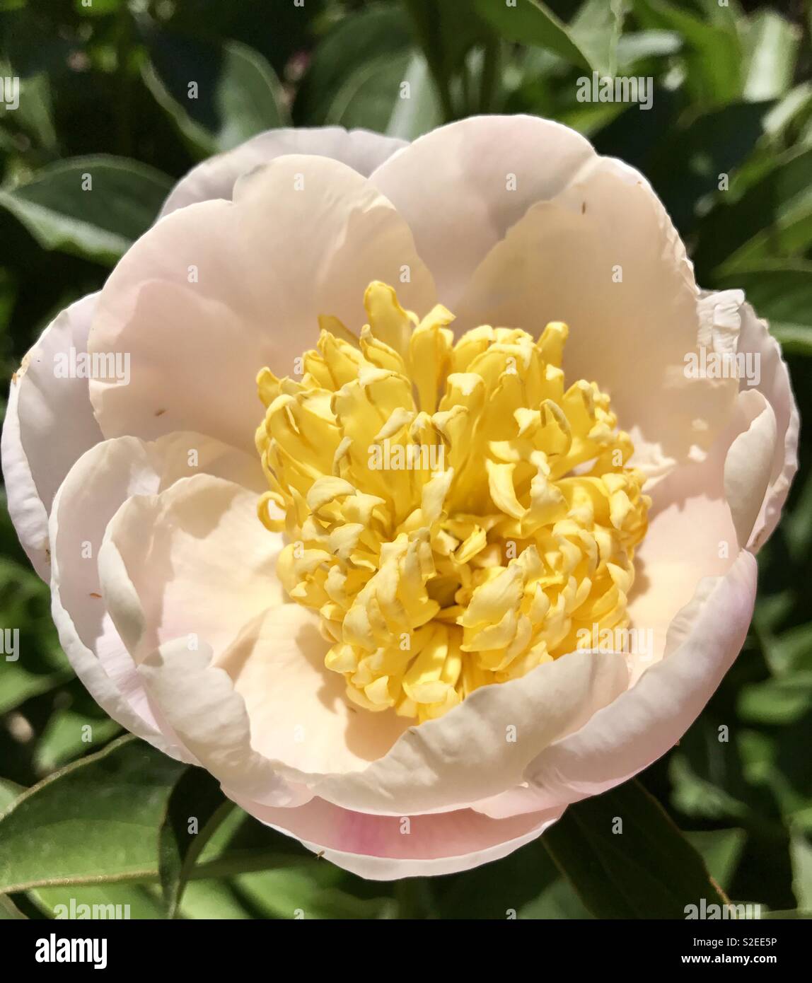 Peach peony hi-res stock photography and images - Alamy