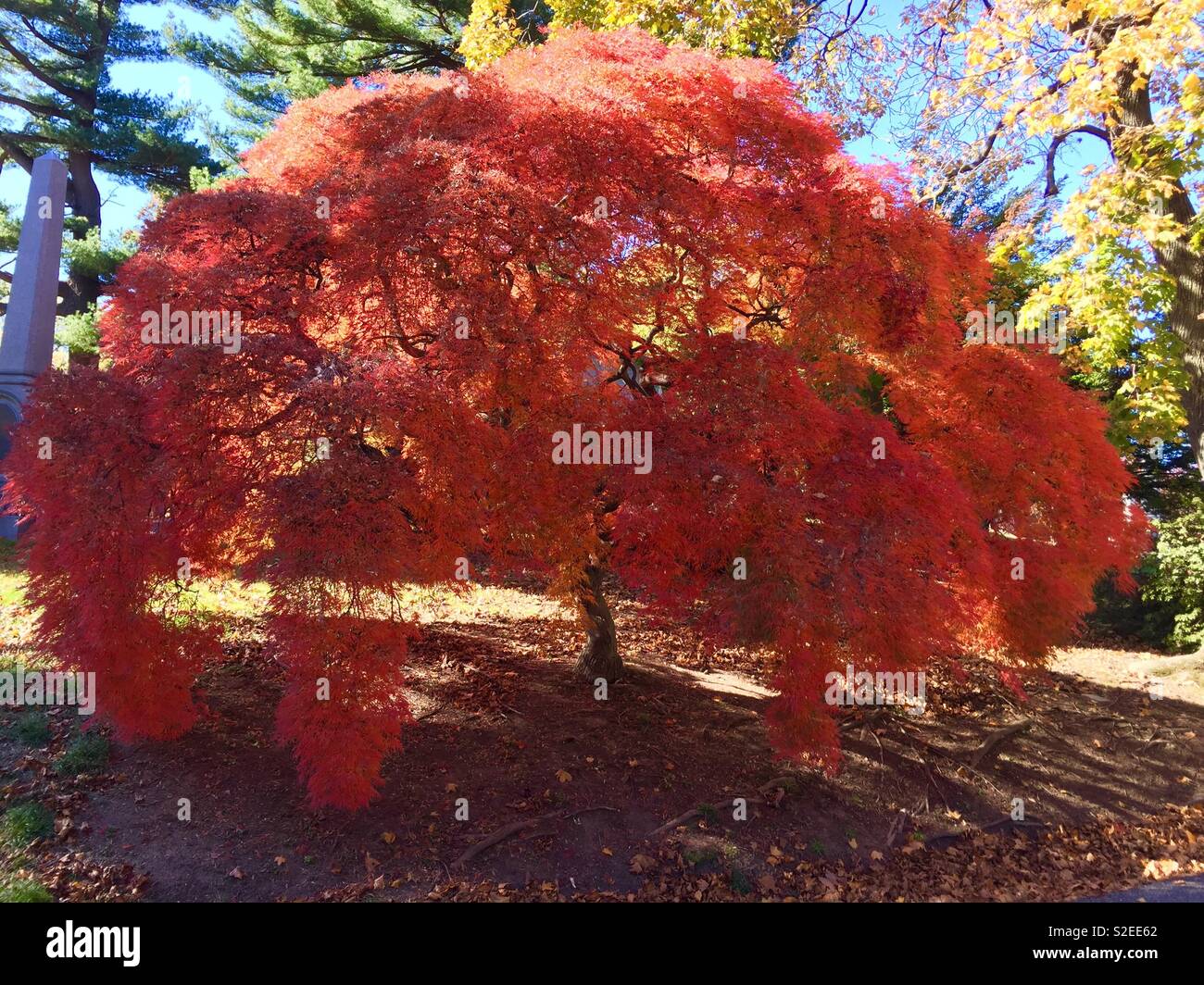 Giant Japanese maple in fall Stock Photo - Alamy
