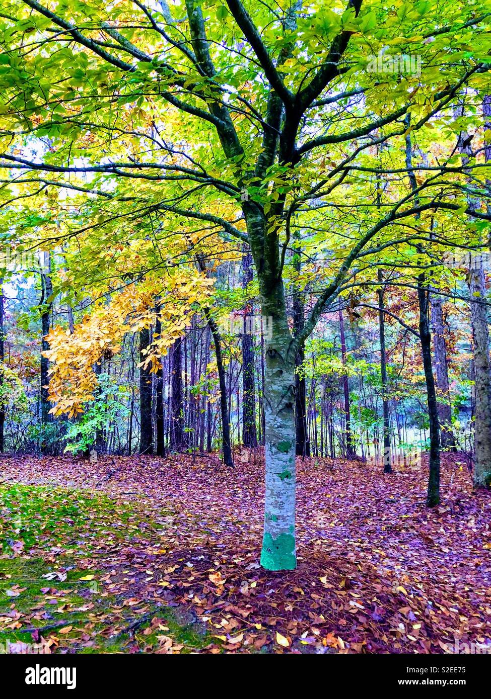 Georgia fall colors hi-res stock photography and images - Alamy