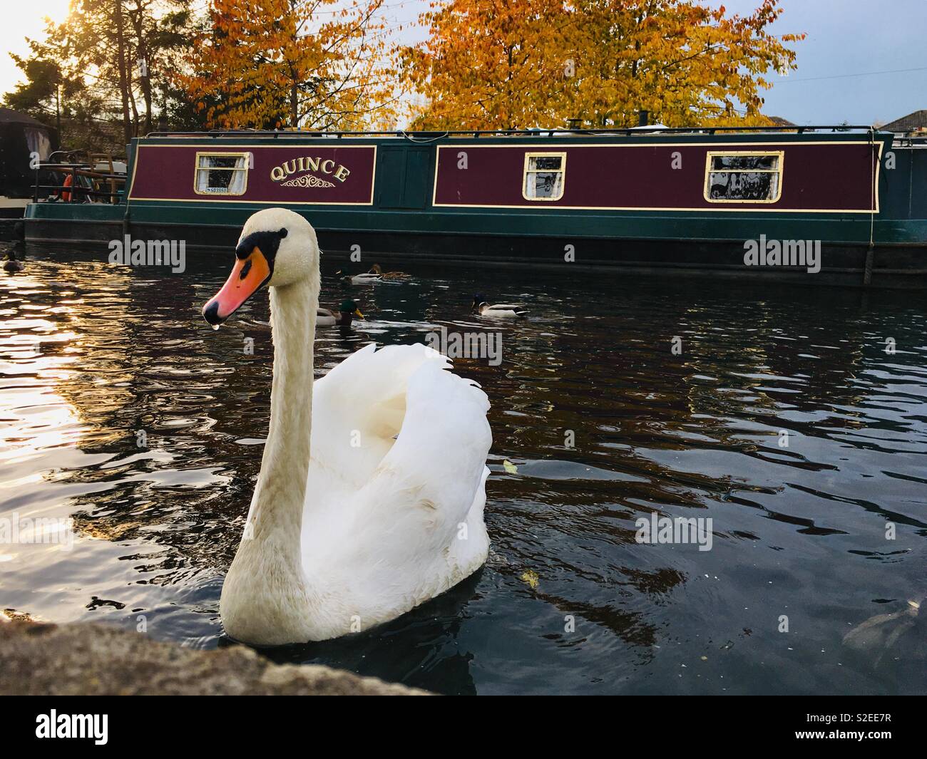 Leeds Liverpool canal in Rodley, Leeds, Yorkshire Stock Photo - Alamy