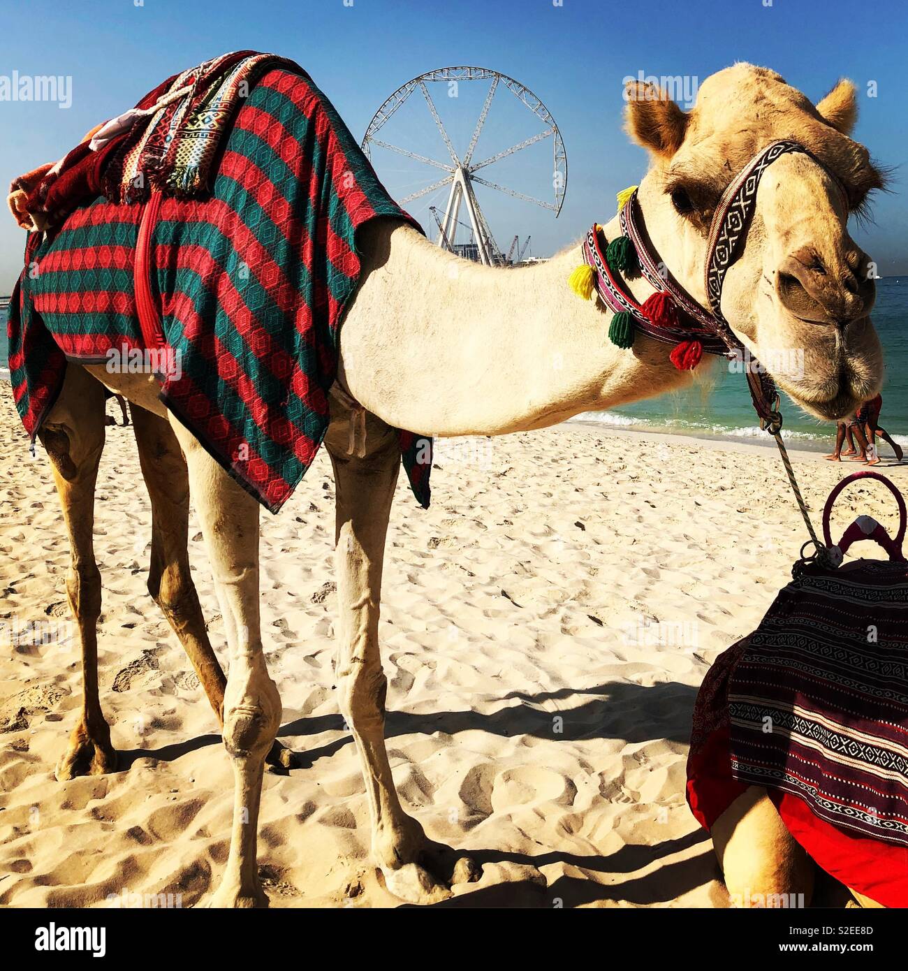 Camel on Dubai beach Stock Photo - Alamy