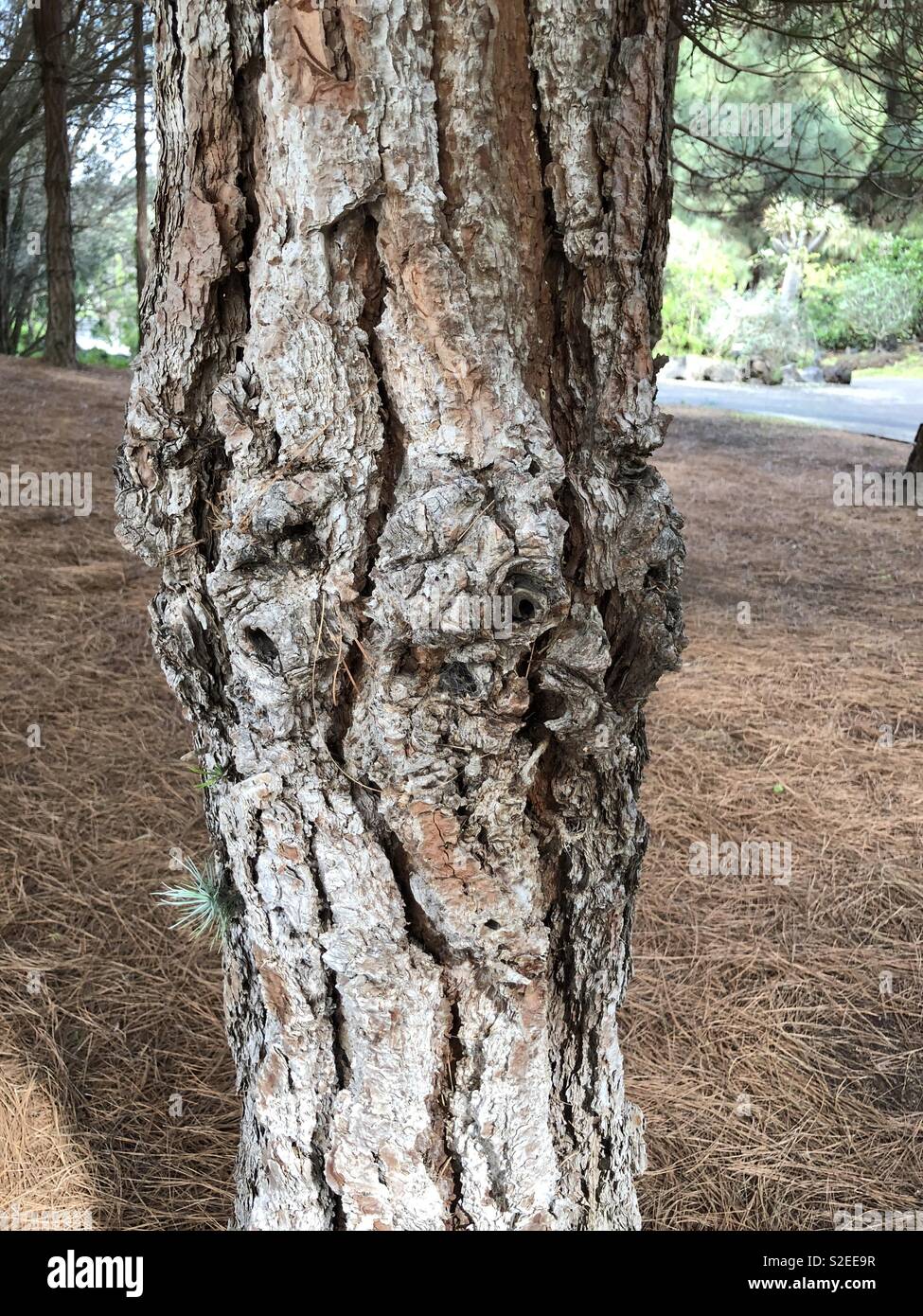 Wizened Tree Bark Stock Photo - Alamy