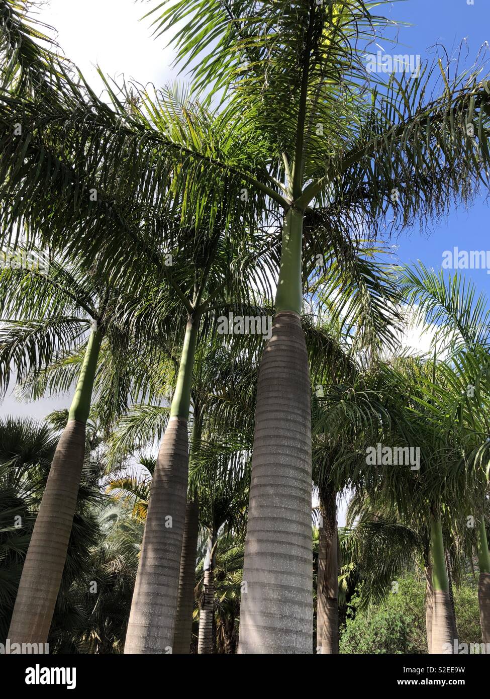 Palm trees trunks hi-res stock photography and images - Alamy