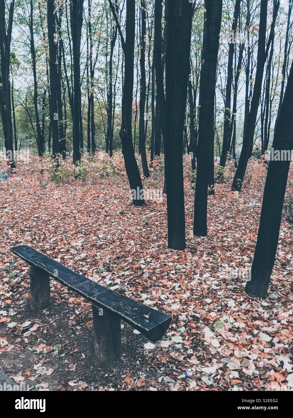 Thick forest hi-res stock photography and images - Alamy