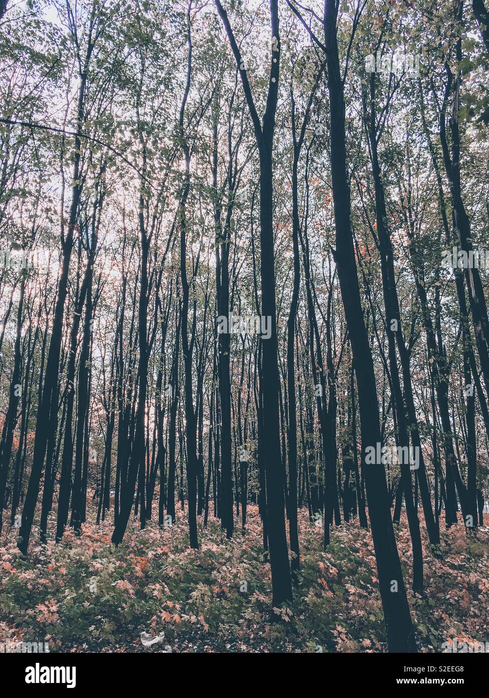 Thick forest trees hi-res stock photography and images - Alamy