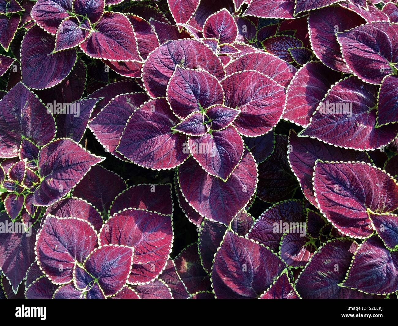 Coleus Plants High Resolution Stock Photography and Images - Alamy