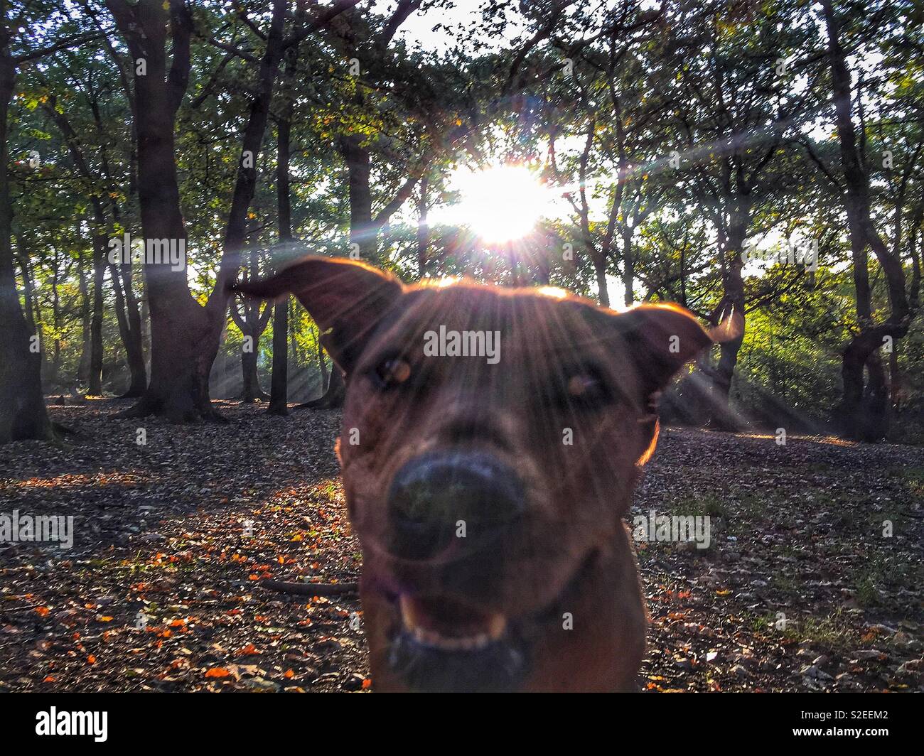 Dog looking at camera Stock Photo - Alamy