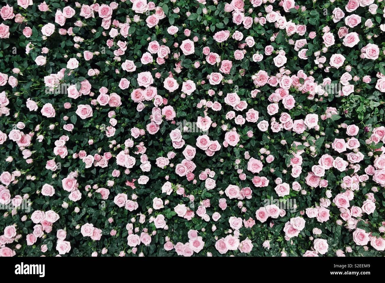 Small pink roses hi-res stock photography and images - Alamy