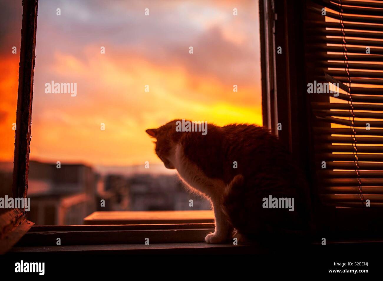 Redcat hi-res stock photography and images - Alamy
