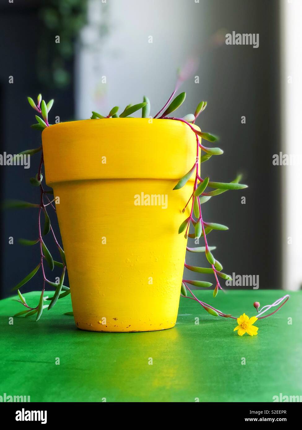 Yellow plant pot hi-res stock photography and images - Alamy