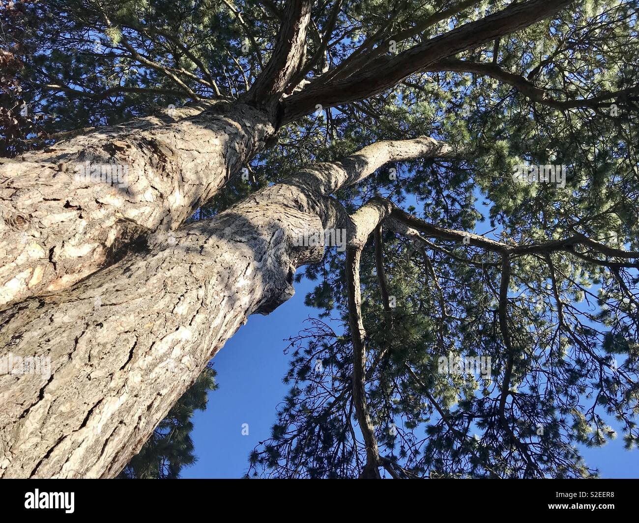 Pine cone tree in Kenley English country garden Stock Photo - Alamy