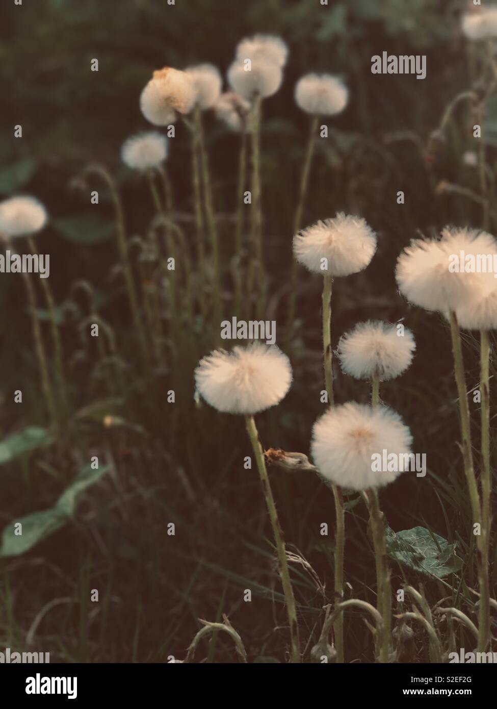 Dandelion Puffs High Resolution Stock Photography and Images - Alamy