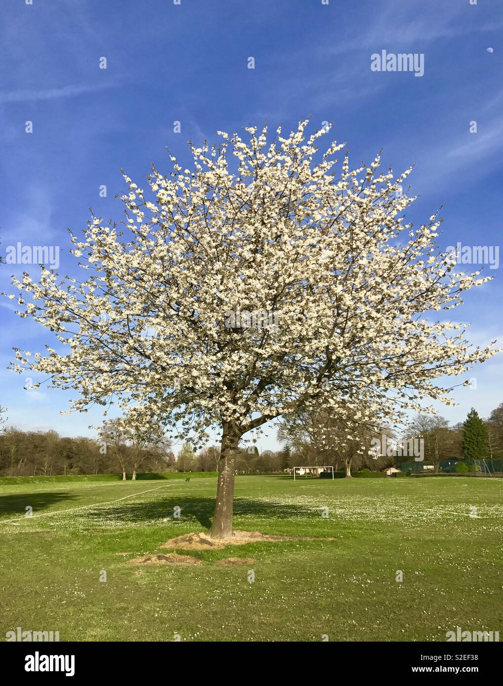 Flower feild hi-res stock photography and images - Alamy