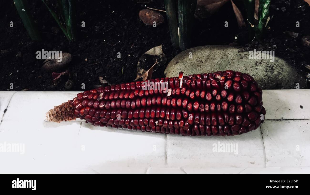 Organic red corn hi-res stock photography and images - Alamy