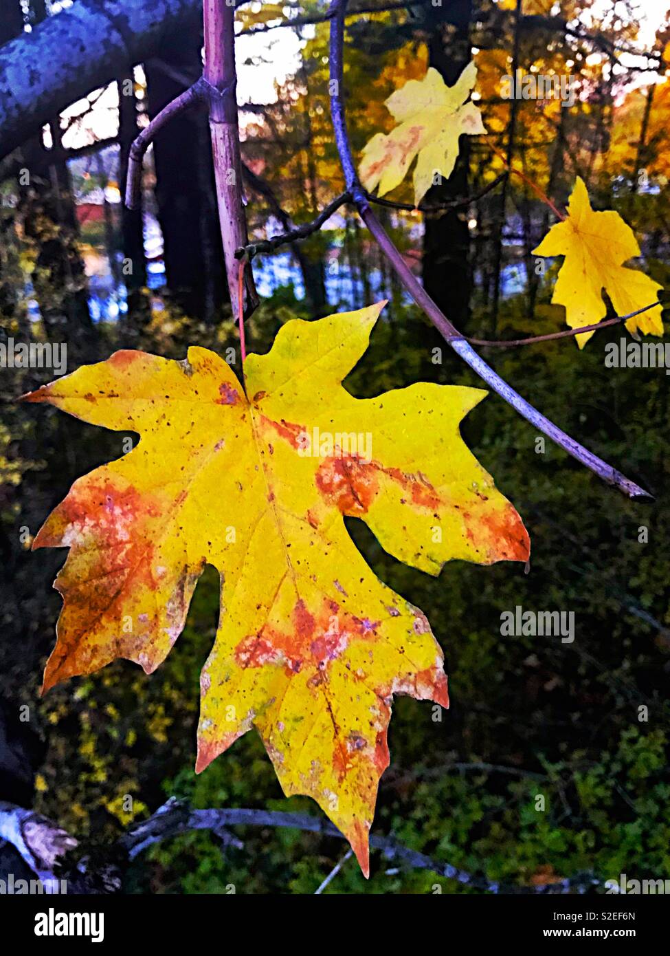 Fall maple leaves Stock Photo - Alamy