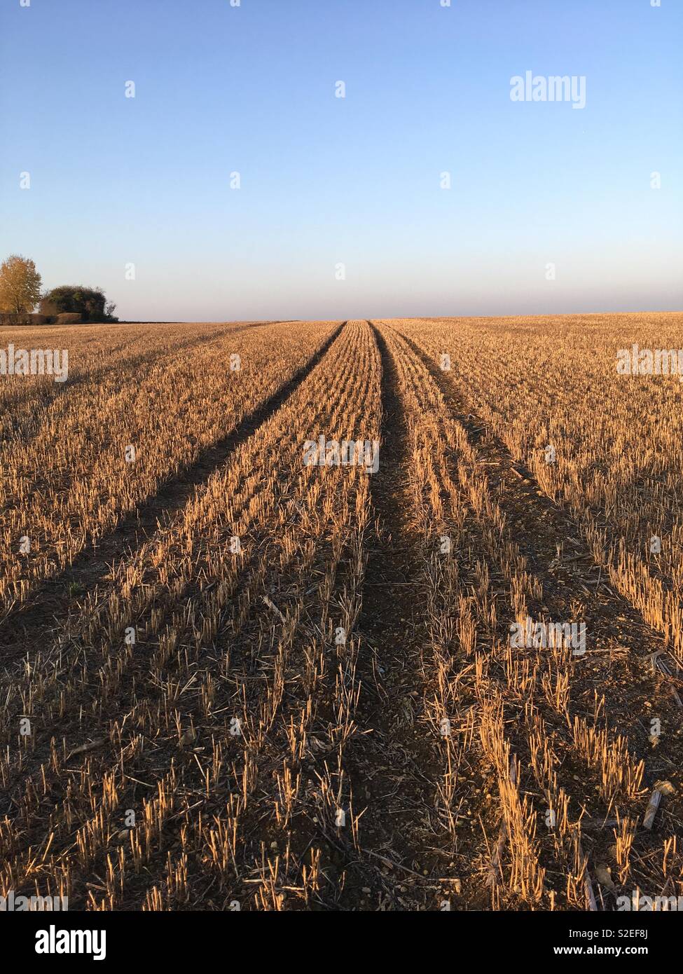 Field of maize stubble, Petherton, Somerset, UK Stock Photo - Alamy