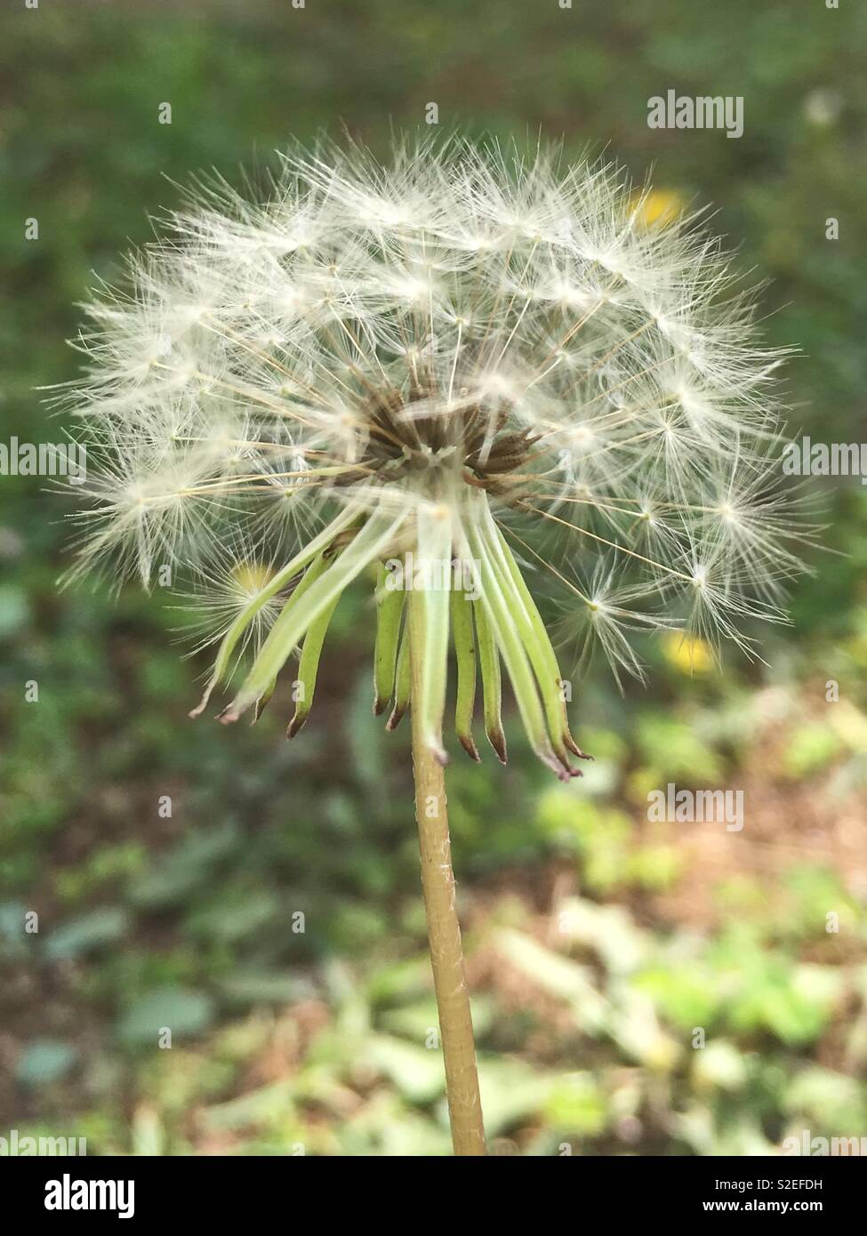 Delicate seeds hi-res stock photography and images - Alamy
