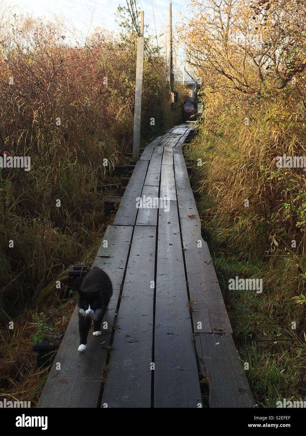 Cat on boardwalk Stock Photo - Alamy