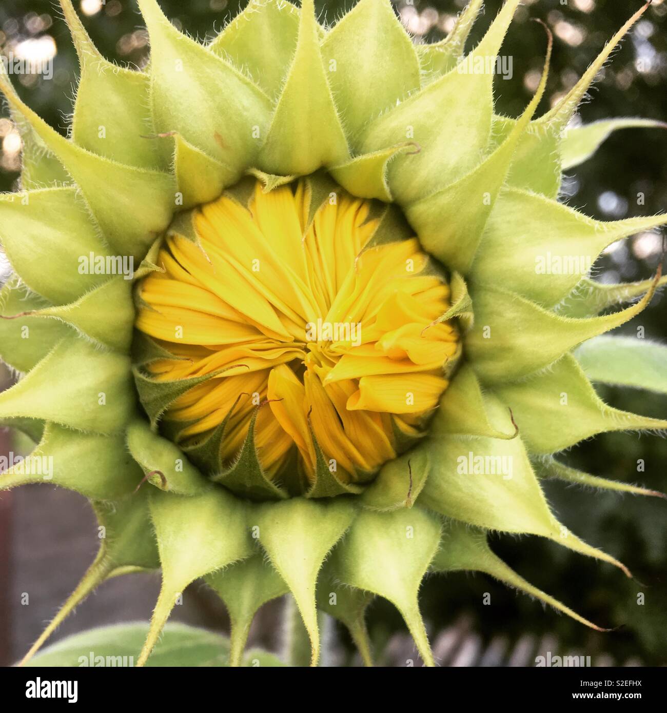 Closed Sunflower High Resolution Stock Photography and Images - Alamy