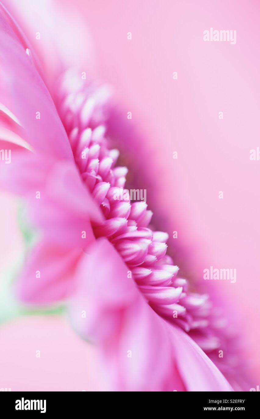 Pink herbert hi-res stock photography and images - Alamy