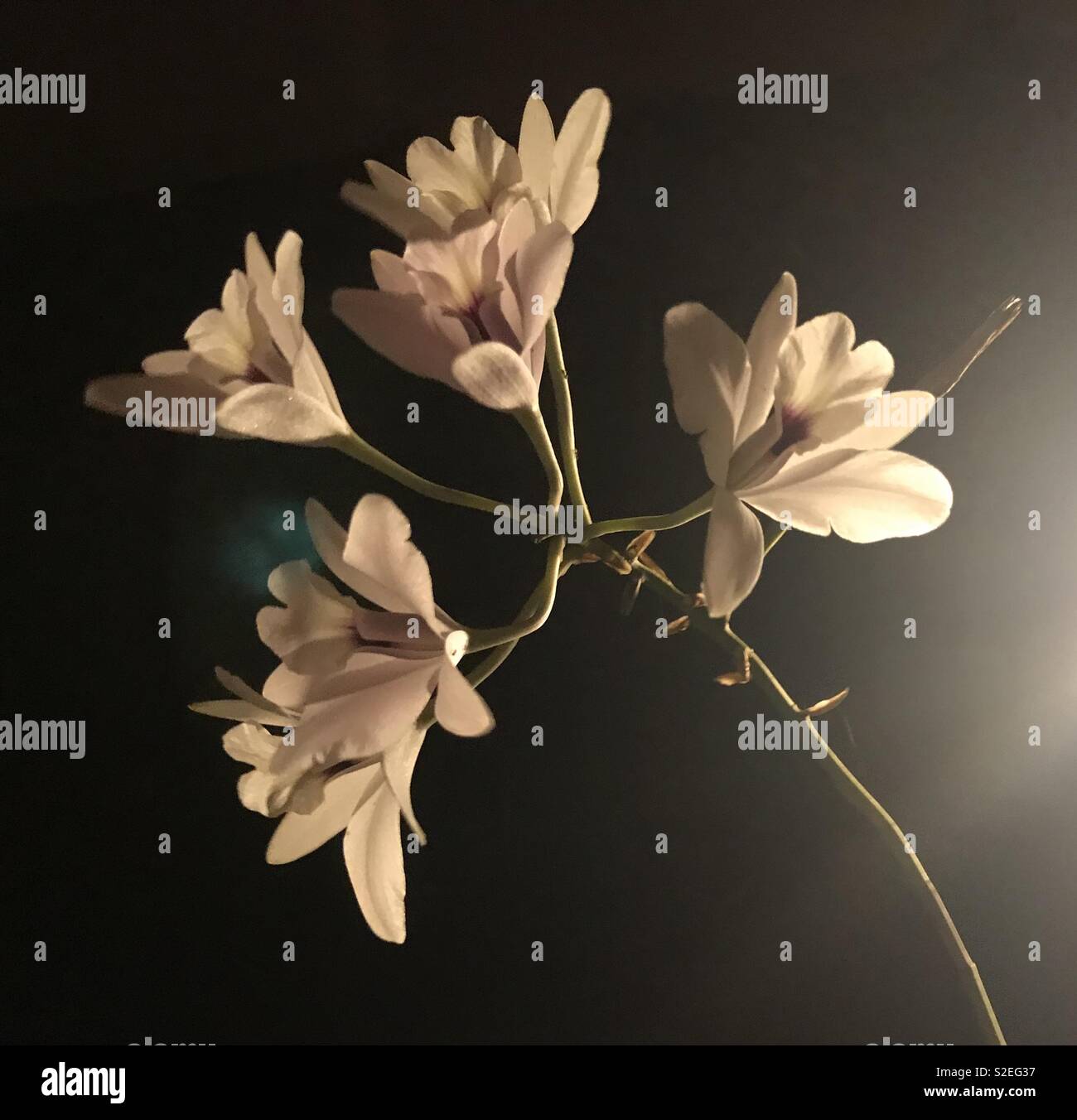 White flowers at night Stock Photo - Alamy