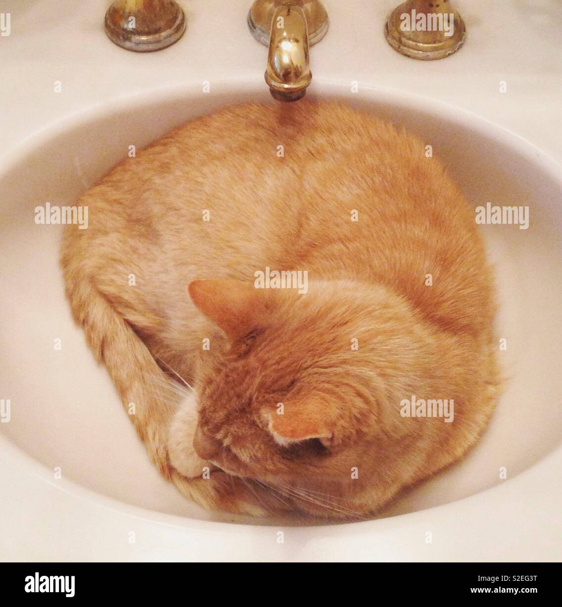 Cat in sink, Funny cat, Orange cat, Tabby, Orange tabby cat Stock Photo ...