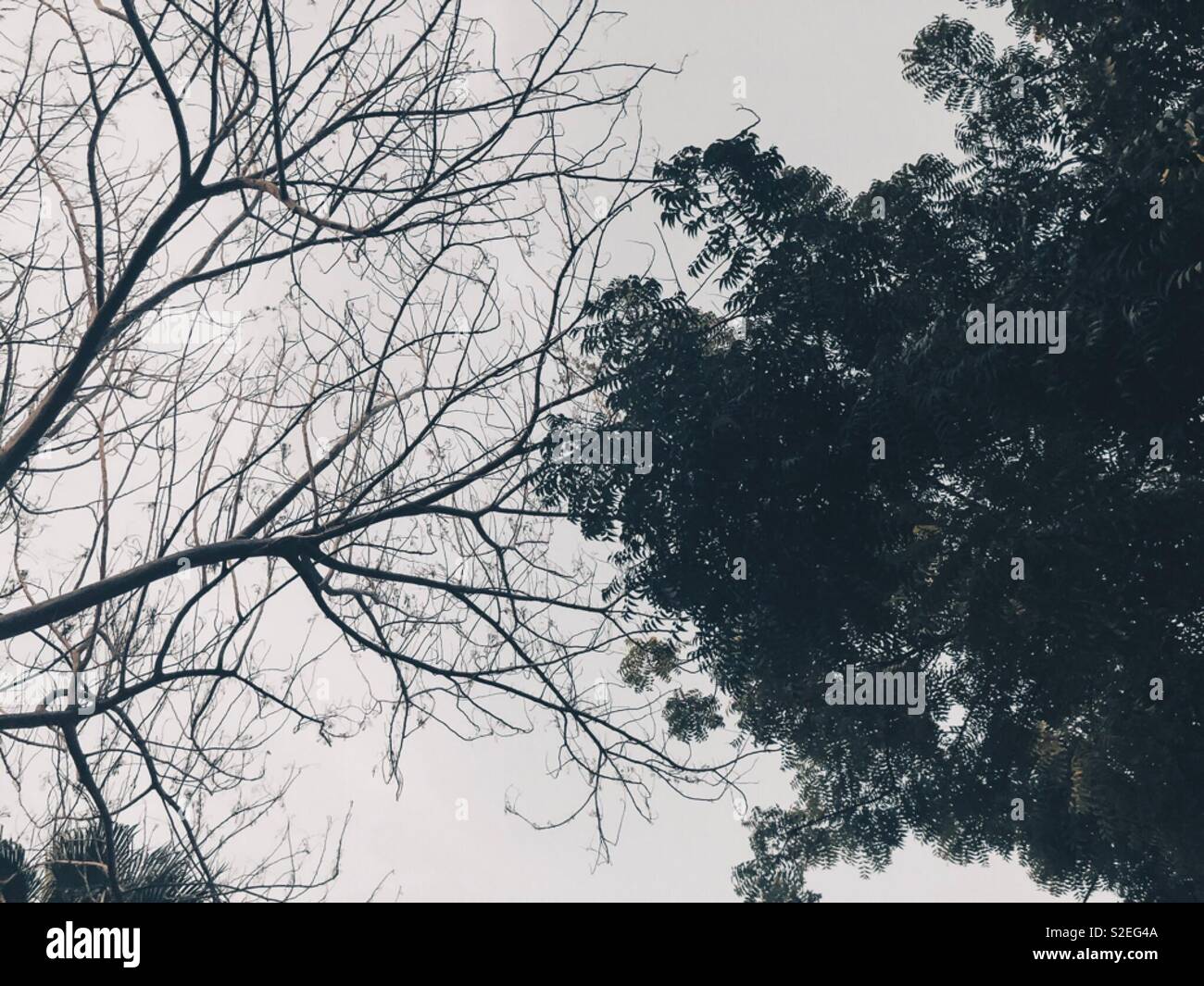 Old and new trees Stock Photo - Alamy