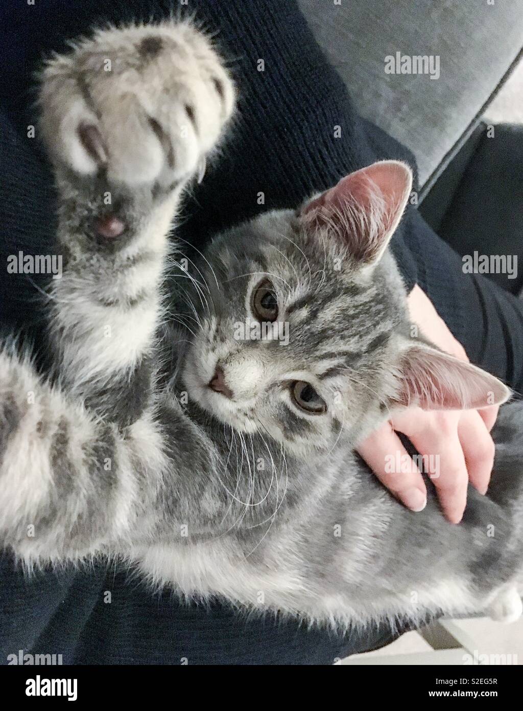 Gorgeous kitten showing it’s paw and claws Stock Photo - Alamy