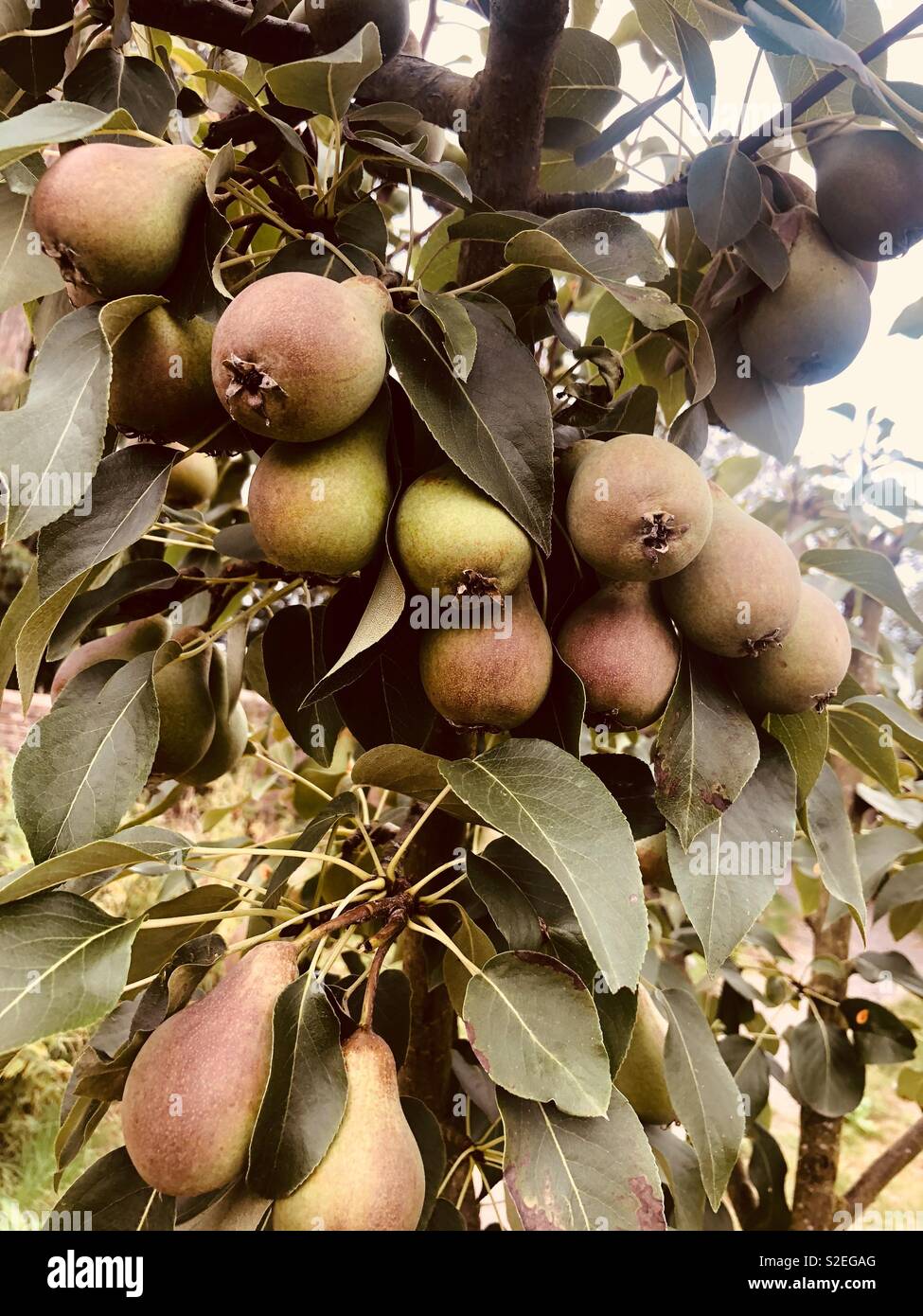 Pear harvest hi-res stock photography and images - Alamy