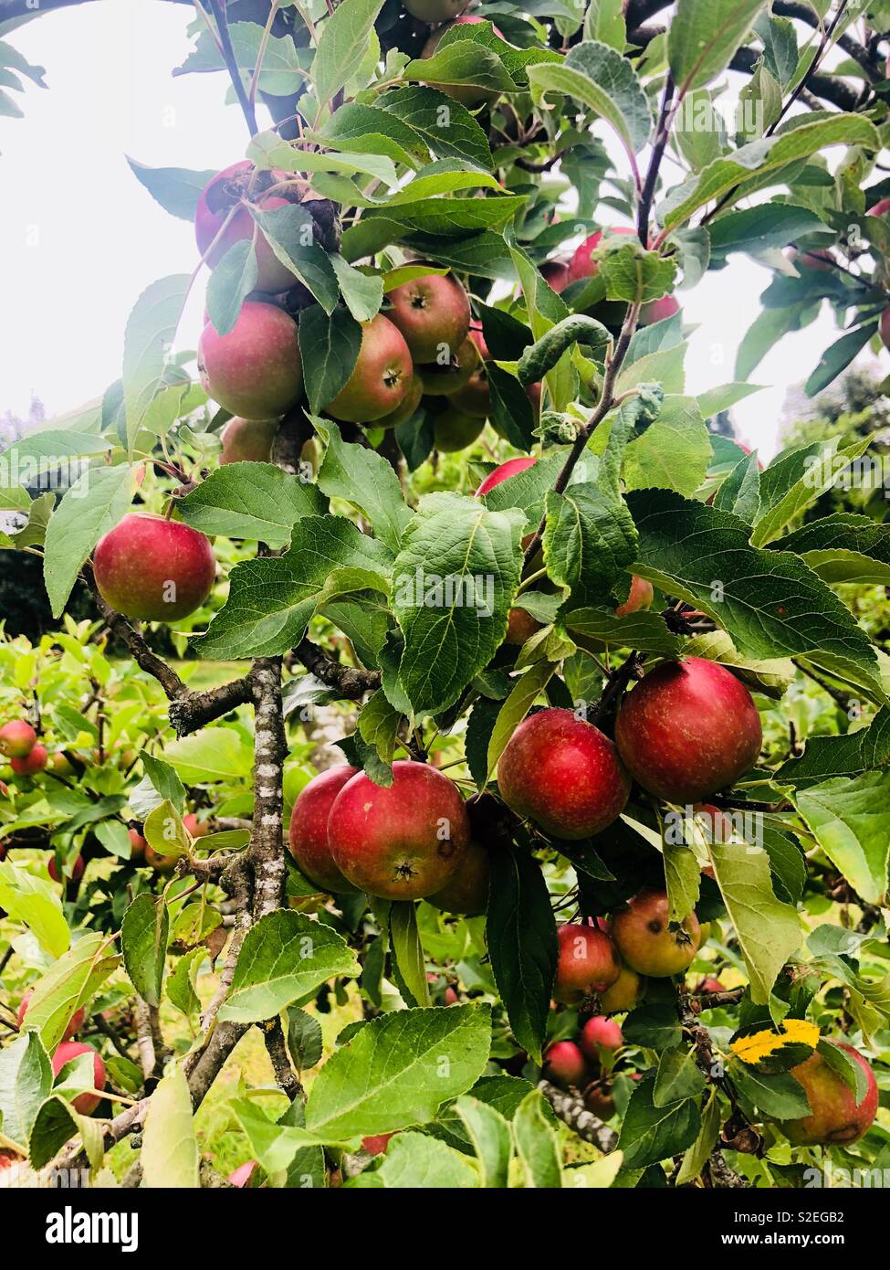 Red And Green Apples Tree
