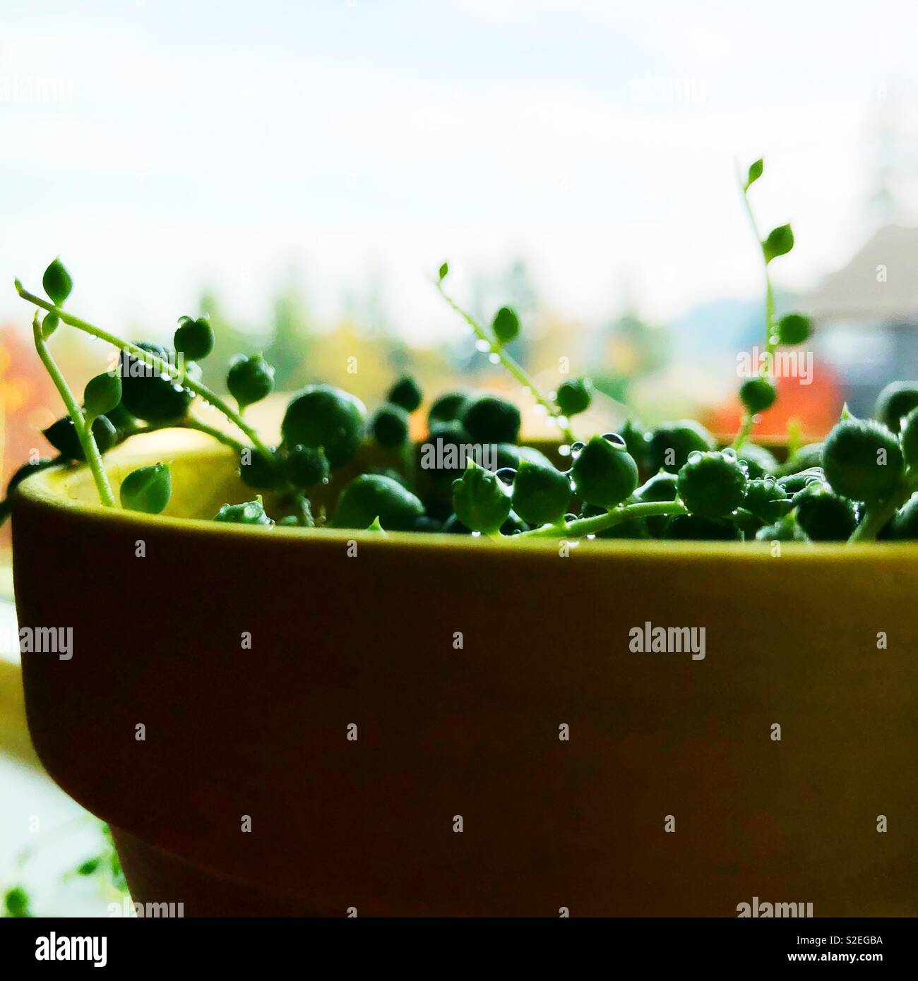Close up of string of beads plant Stock Photo - Alamy